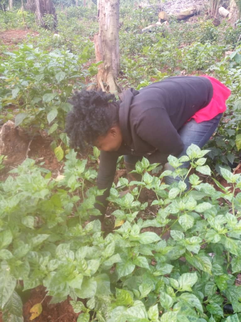 GEED FOUNDATION GROUP – Peace House Common Initiative Group